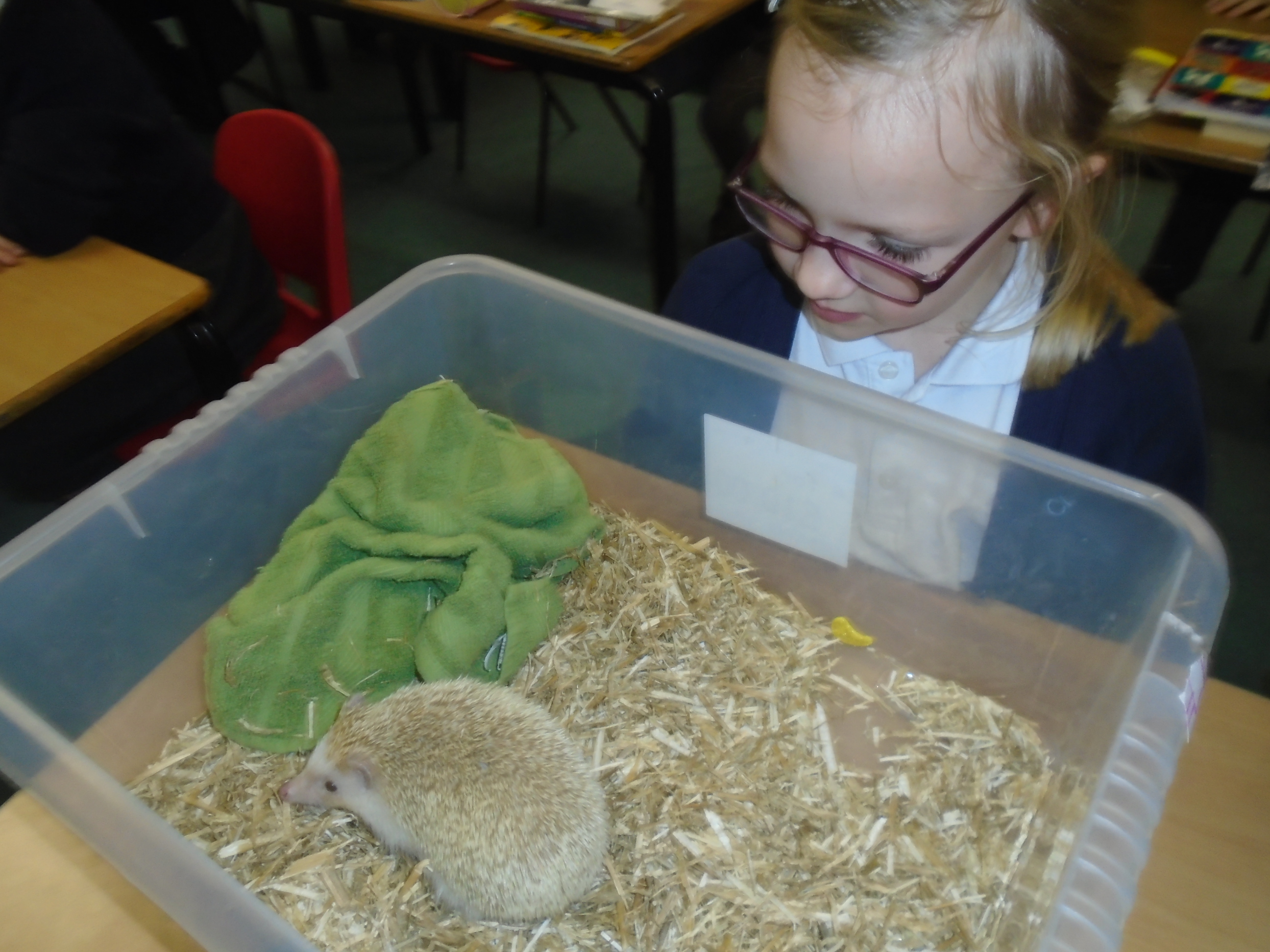 Clavering Primary School Class Names And A Visit From A Hedgehog clavering-primary-school-class-names-and-a-visit-from-a-hedgehog